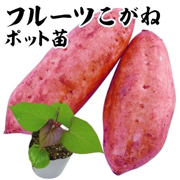 さつまいも親株用ポット苗※イモヅルとは送料取り合わせできません。※苗作り用の親株をお届け。1株から10から20本の芋ヅルが収穫可能です。●商品情報：甘〜い蜜イモとして有名な安納いもの中で、さらに甘味が強い系統を選抜して誕生したのが、この「フ...