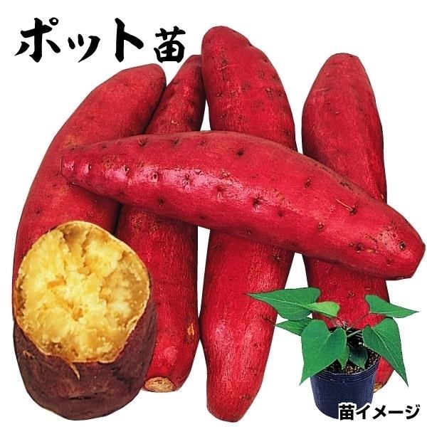 さつまいも親株用ポット苗※イモヅルとは送料取り合わせできません。※苗作り用の親株をお届け。1株から10から20本の芋ヅルが収穫可能です。●商品情報：栽培しやすく甘味が強いさつまいも。きんとんにもおすすめ。●お届け状態：親株用ポット苗●日照：...