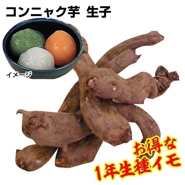1年生種イモ!●商品情報：「生子」とは1年生種芋のこと。植え付けた年の秋には2年生の種芋が収穫できるので、それをさらに1年育てれば立派なコンニャクイモが収穫できます。2年生のもと比べると1年多く必要ですが、価格的にはかなりお買得です。「あせ...
