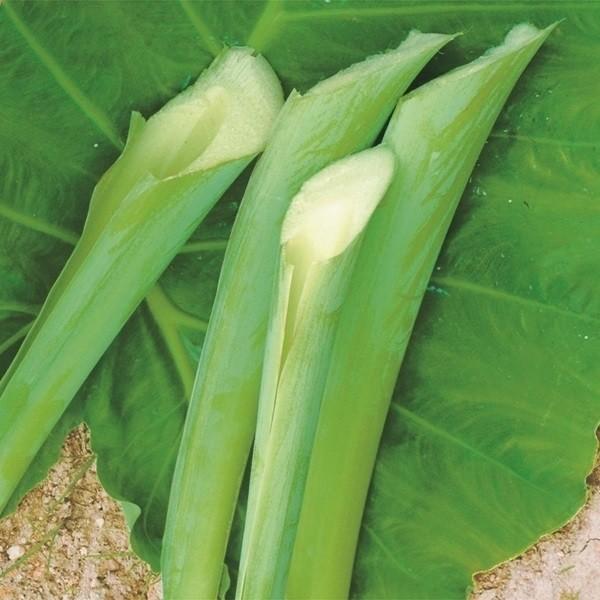 人気の「茎がうまい」里いも!●商品情報：高知県の伝統野菜。葉柄の皮をむいてアク抜きすればシャキッとした食感が楽しめます!煮物にするとほっこり美味しい。食物繊維・ビタミンが豊富で、低カロリーなヘルシー野菜ですハスイモ。●お届け状態：ポット苗●...