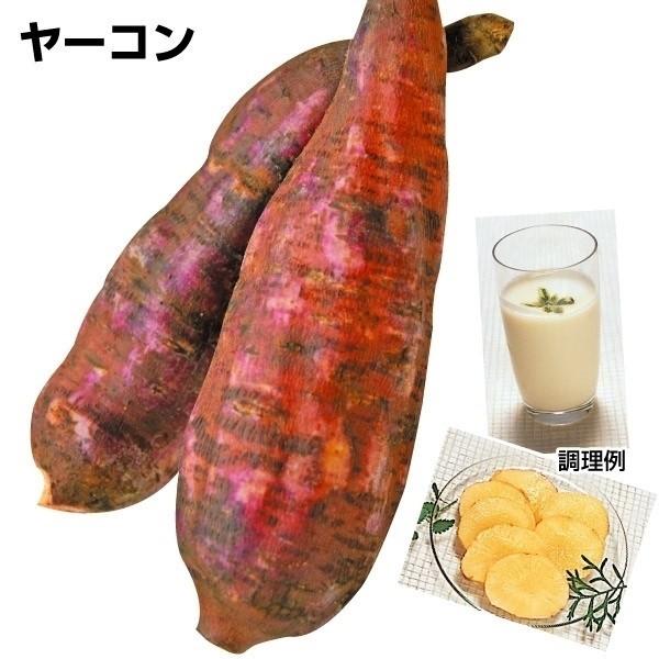 豊産性で裂果少なく、赤皮も美しい!●商品情報：ヤーコンと言えば黄褐色の皮が一般的ですが、この「アンデス乙女」の果皮はなんと赤褐色。しかも従来種と比べて生育旺盛で豊産性です。淡橙黄色の果肉は甘味が強く、イモの割れもほとんどない優秀品種!業界か...