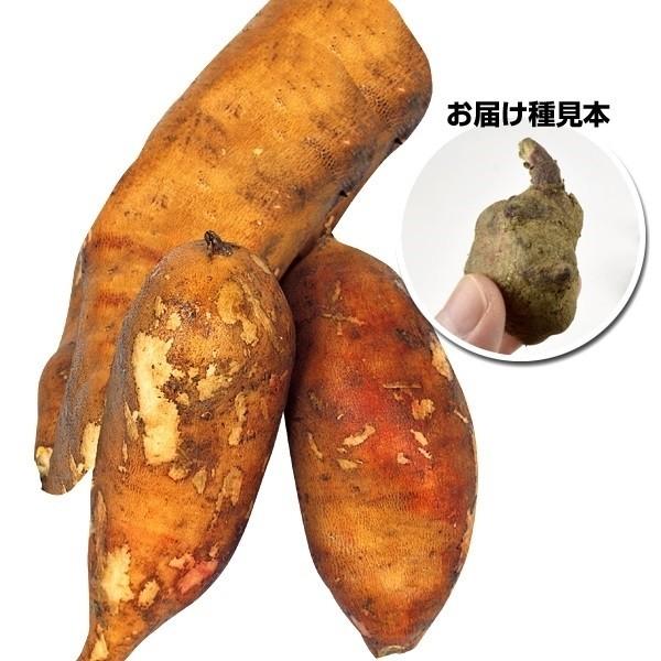 定番人気品種!●商品情報：アンデス地方の雪を想わせる真っ白な肉色は、そのままサラダにしてもキレイ。従来品種より収穫量が多く、貯蔵性も極めて優秀なヤーコン。ひび割れしにくく、作りやすいお勧めの品種です。●お届け状態：種イモ●収穫期：11〜12...