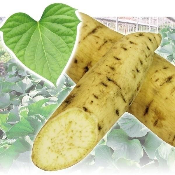 栄養たっぷりで体にうれしい!●商品情報サツマイモの茎葉は栄養抜群!だけどエグミと青臭さが…サツマイモのはなどは、ビタミン類・ミネラル類・食物繊維を豊富に含んでいますが、強いエグミと青臭さから現代の日本人には敬遠されがち…それならば…栄養価と...