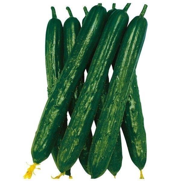 ●商品情報：作り易く多収！ 肩張り良く、尻尖りの少ないよく揃う高秀品率キュウリ。耐病・耐暑性があり、放任栽培でも長期間穫れる超多収品種。●果長（約）：21〜23cm●お届け状態：種子●入り数の目安：1mlあたり約15〜20粒入り※品種により...