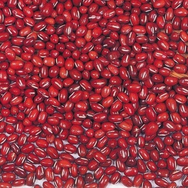 ●商品情報：栽培しやすい豊産性品種。甘味強く、風味抜群!●早晩性：早生●お届け状態：種子●入数の目安：20mlあたり約80〜100粒※入り数は目安です。品種により差があります。●発芽適温：18〜25℃※発芽させるには播種床を上記の温度にして...