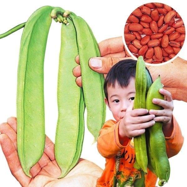 ●商品情報：お茶や福神漬け・炒め物に！ 不足しがちなミネラル・食物繊維がたっぷり！ 15〜20cm前後の若莢は皮が柔らかく莢ごと調理でとても美味。莢長30cm以上で皮が硬くなったら、豆を取り出し利用するなど、収穫の幅の広さも魅力。※種はえぐ...