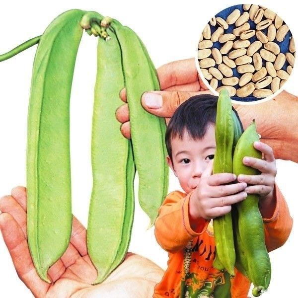 ●商品情報：お茶や福神漬け・炒め物に！ 不足しがちなミネラル・食物繊維がたっぷり！ 15〜20cm前後の若莢は皮が柔らかく莢ごと調理でとても美味。莢長30cm以上で皮が硬くなったら、豆を取り出し利用するなど、収穫の幅の広さも魅力。※種はえぐ...