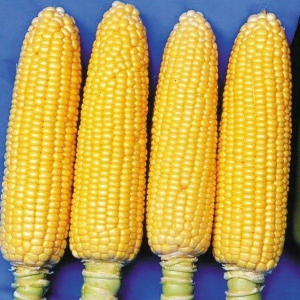 ●商品情報：粒色が濃く美しい大型品種。最高糖度は20度以上（平均18度）にもなり、柔らかな粒皮が口の中で弾けると同時に強い甘味が広がります!　播種時期も幅広く育てやすい。●皮付重（約）：450〜500g●草丈（約）：185cm●早晩生：中晩...