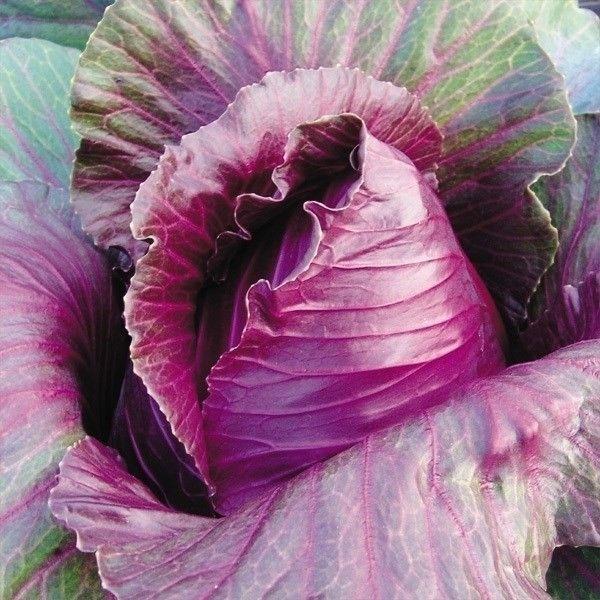 ●商品情報：やわらかとんがり赤キャベツ！ 耐寒性が強く、霜腐れになりにくい品種です。春まき、夏まきに適し、定植後約70日で収穫期に達する。葉質は特に良質で柔らかく甘い生食用。ブルームの少ない紅紫色の鮮やかな三角レッドキャベツ。球芯は特に短い...