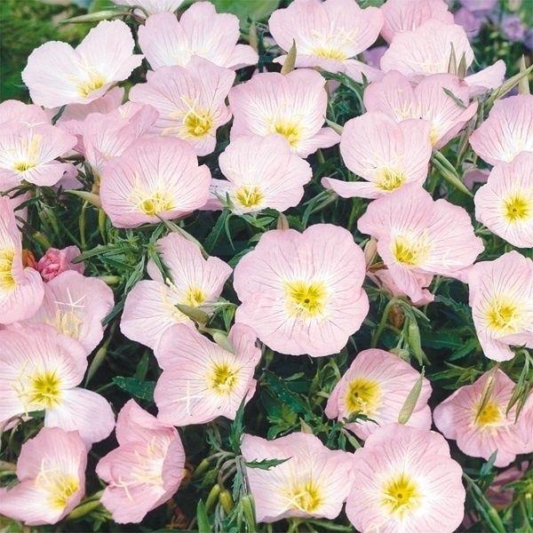 ●商品情報：栽培簡単、庭先にとうぞ。こぼれダネでもふえる。●お届け状態：種●分類：多年草●花期(約)：5〜7月●草丈(約)：40cm※写真は全てイメージです。花色・花形には幅があります。また、花色混合の商品は花色が偏って咲く場合があります。...