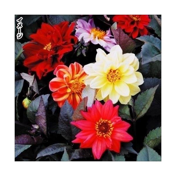 ●商品情報：矮性の銅葉品種のミックス●お届け状態：種●分類：多年草●花期(約)：6〜10月●草丈(約)：50cm※写真は全てイメージです。花色・花形には幅があります。また、花色混合の商品は花色が偏って咲く場合があります。※種子の粒数は、およ...