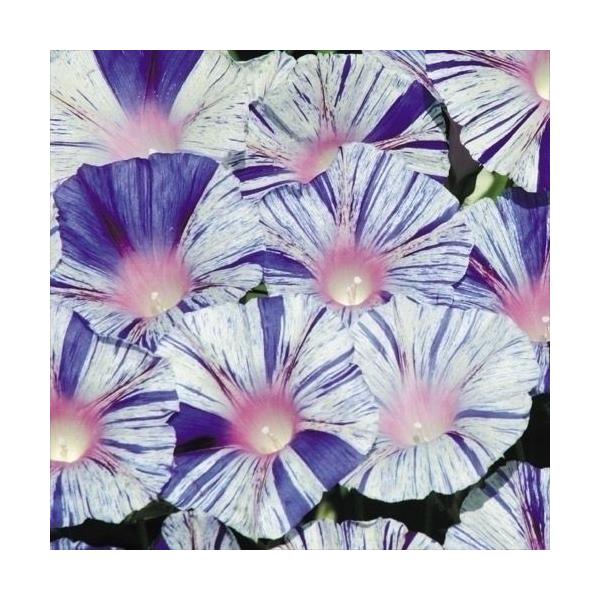 ●商品情報：爽やかな青のストライプ。●お届け状態：種●分類：1年草●花期(約)：9〜11月●草丈(約)：つる性※写真は全てイメージです。花色・花形には幅があります。また、花色混合の商品は花色が偏って咲く場合があります。※種子の粒数は、およそ...