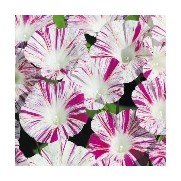 ●商品情報：可愛いピンクのストライプ。●お届け状態：種●分類：1年草●花期(約)：9〜11月●草丈(約)：つる性※写真は全てイメージです。花色・花形には幅があります。また、花色混合の商品は花色が偏って咲く場合があります。※種子の粒数は、およ...