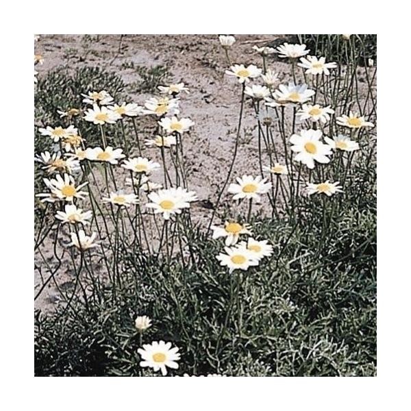 ●商品情報：蚊取り線香の原料。●お届け状態：種●分類：多年草●花期(約)：5〜6月●草丈(約)：70cm※写真は全てイメージです。花色・花形には幅があります。また、花色混合の商品は花色が偏って咲く場合があります。※種子の粒数は、およその目安...