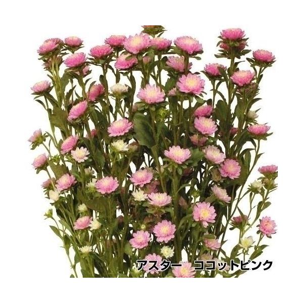 ●商品情報：花径2〜3.5cmの小輪で、かわいいフリル咲きのアスター。花もちが良いので長い間楽しむことができます。●分類：1年草●発芽適温：15〜25℃●花期(約)：7〜8月●草丈(約)：60〜100cm●用途：庭植え・鉢植え・切花 ●備考...