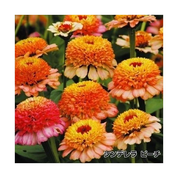 美色花!!●商品情報：ユニークな花色に濃い花芯がとってもキレイ!!それは虫にとっても魅力的で蜜を求めて蜂や蝶なども寄りつき素敵なお庭に!!※栽培環境により一重咲きになる場合があります。●お届け状態：種●分類：1年草●花期(約)：7〜10月●...