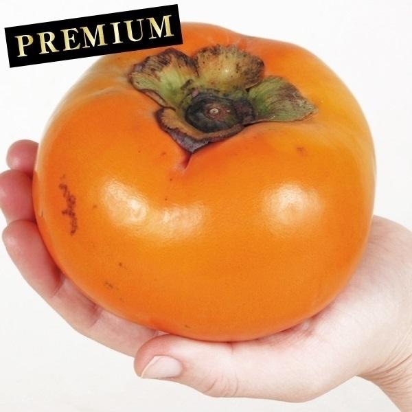 ●商品情報：あの「富有より」も旨いと評判の美味甘柿。肉質ジューシーでシャリシャリと柔らかく、最高糖度18度と甘〜く絶品！しかも、果重350〜400gと立派！！北陸地方沿岸部でも栽培可能と言われています。★プレミアム苗：カキはゴボウ根、と良く...