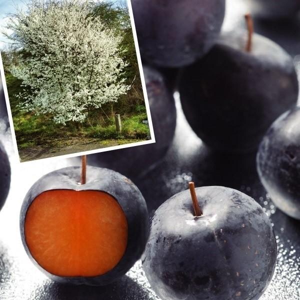 ●商品情報：サクランボ×スモモの交配により誕生。糖度約16度！「貴陽」の受粉樹に適しています。果重約20g。●お届け状態：接木1年生根巻苗●分類：落葉樹●収穫期(約)：8月中旬●生長後の樹高(約)：2.5〜3m●日照：日なた●耐寒性：強/寒...