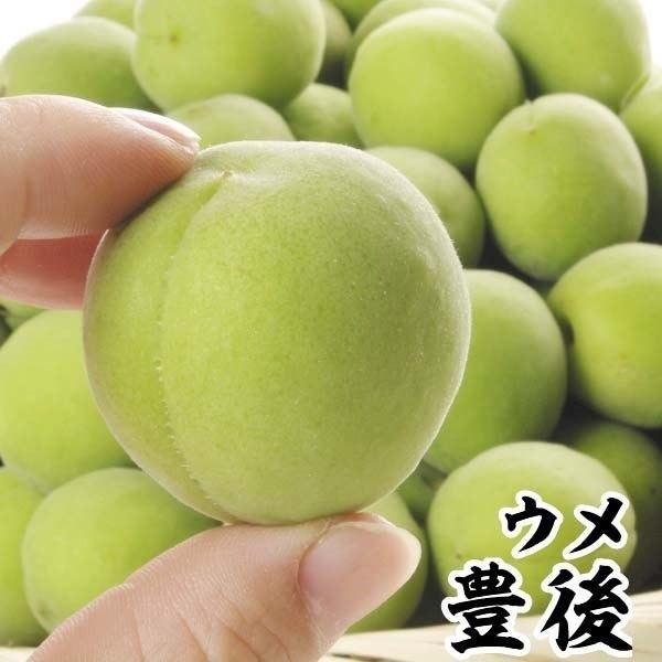 ●商品情報：果重40〜70ｇの巨大梅。寒さに強い。薄桃花も美しい。●お届け状態：接木1年生根巻苗●分類：落葉樹●実の収穫期：6月中旬●耐寒性：強●日照：日なた●栽培適地：庭・鉢●栽培ポイント：大梅は一本では実らないので、小梅を混植する