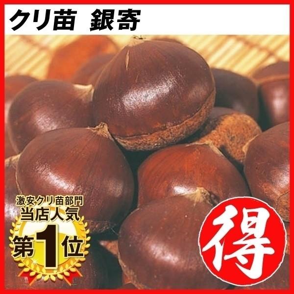 ●商品情報：最大果重が26gになる大粒で多収。外観は表面に艶があり美しいです。果肉は黄色くホクホクとした食感が特徴的で、とても美味しいです。香り高く、とても甘いのでお菓子などにも向いています。味わい・見た目・風味・品質など、和栗を代表とする...