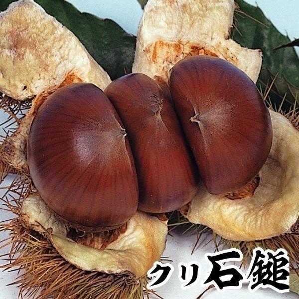 ●商品情報：「岸根」の血を引く、果重20〜25gと大粒で豊産性の優秀品種。果肉は淡い黄白色でやや粉質です。煮崩れしにくく、貯蔵性も高いので甘露煮など加工用にも！他の品種と比べると、収穫時期が遅めなので、栗の収穫が終わった時期でも市場に出回る...