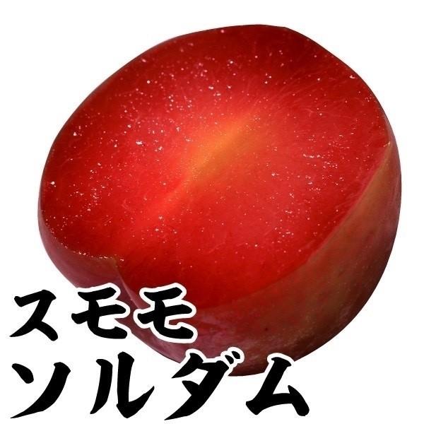 ●商品情報：味が濃くて甘い美味スモモとして有名！果重100〜150gで豊産性。●お届け状態：接木1年生根巻苗●分類：落葉樹●実の収穫期：7月下旬●耐寒性：強/寒冷地でも地植えOK●日照：日なた●栽培適地：庭・鉢●栽培ポイント：1本では実らな...