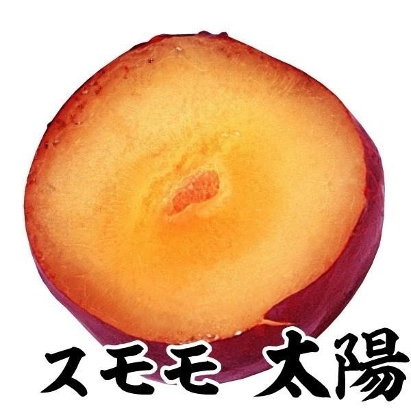 ●商品情報：緻密な果肉は糖度13〜14度にもなりとっても甘い！果重100〜150gで樹勢も強い、大人気のスモモです！●お届け状態：接木1年生根巻苗●分類：落葉樹●実の収穫期：8月●耐寒性：強/寒冷地でも地植えOK●日照：日なた●栽培適地：庭...