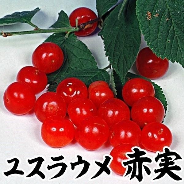 ●商品情報：甘い果実が枝一面にビッシリつくユスラウメ！樹高約1〜2mとコンパクト。●お届け状態：接木1年生根巻苗●分類：落葉樹●実の収穫期：6月●耐寒性：強/寒冷地でも地植えOK●日照：日なた●栽培適地：庭・鉢●栽培ポイント：1本で実る。