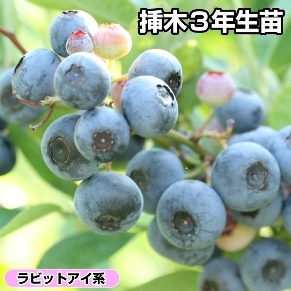 ●商品情報：ラビットアイ系ブルーベリーの中で最早生品種のひとつ。甘くて風味良く、美味しい中粒です。樹姿は開張性。糖度約16度。●お届け状態：挿木3年生ポット苗●分類：落葉〜半常緑樹●系統：ラビットアイ系●生長後の樹高(約)：1.5〜2ｍ●収...