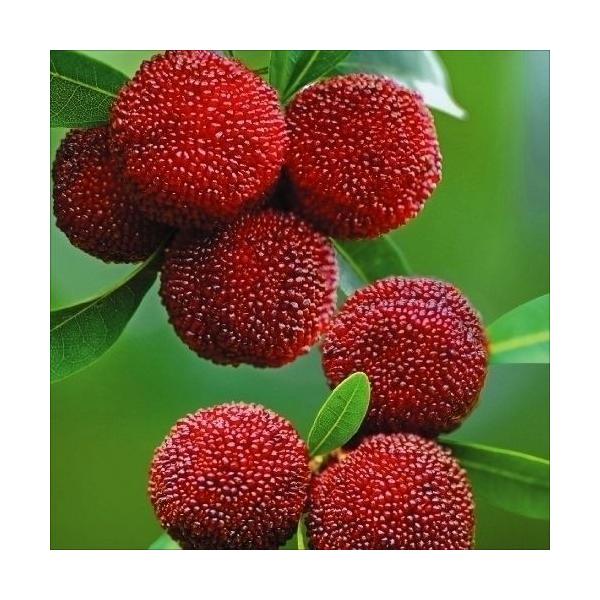 ●商品情報果径約3.6cm、果重22〜25gと普通種の2〜3倍もの大きさになる超大粒ヤマモモ!! しかも糖度約12度と甘く、果肉厚くジューシーで美味しい! 晩生種。●お届け状態接木1年生根巻苗●分類常緑樹●収穫期(約)7月中旬〜●生長後の樹...