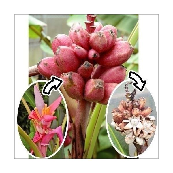 ●商品情報：耐寒性抜群(-5℃)のバナナなので、暖地なら露地で植えられる地域も多い! 観賞用として栽培されることも多いのですが、果実はほんのり甘く、果皮が割れた頃が食べごろとアケビのよう。【バナナ】バショウ科の多年草。大きく育つと木のように...