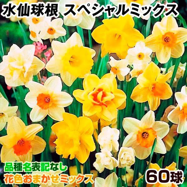 ●学名・英名：Narcissus●商品情報：水仙の球根で売り上げNo.1商品!! 驚きの安さの水仙ミックス販売。どんな水仙が咲くかはお楽しみ♪スイセンは育てやすく、植えっぱなしでも栽培でき、初心者にもおすすめです。●お届け状態：球根●開花期...