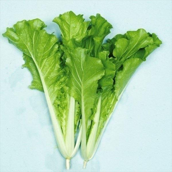 ●商品情報：食味良く、漬物や煮物に最適。周年栽培可能。●お届け状態：種子●備考：※播種や植え付け後の栽培条件、天候等によりその結果が異なることがありますが、弊社の責と考えられる結果不良の責めはお買い上げ代金の範囲内とさせていただきます。また...