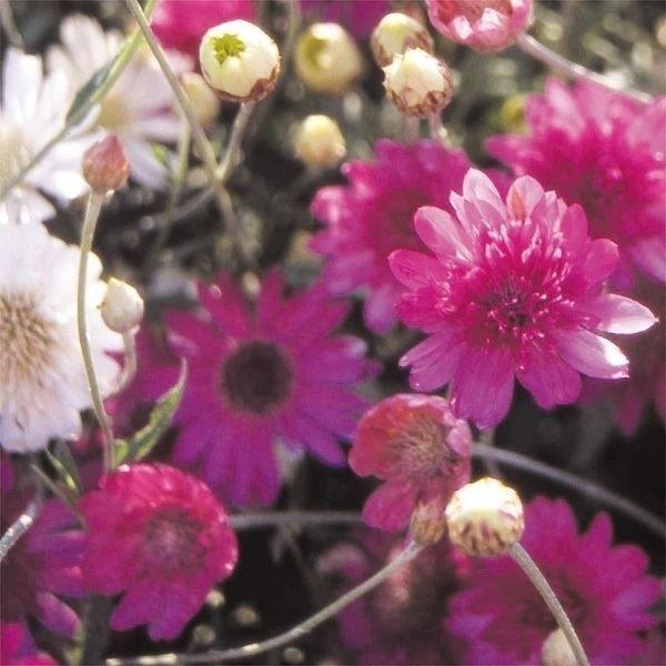 ●商品情報白〜濃桃花の混合●お届け状態種●分類1年草●花期(約)7〜10月●草丈(約)60cm※種子の粒数は、目安を記載しております。実際の粒数と差異がありますが、ご了承ください。採種地の気候等の播種条件により粒状・大きさが異なる場合があり...