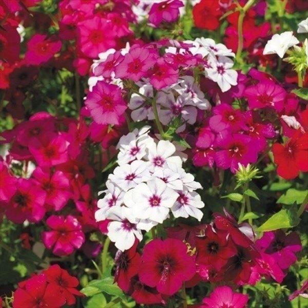 ●商品情報育てやすい高性花●お届け状態種●分類1年草●花期(約)3〜11月●草丈(約)60cm※種子の粒数は、目安を記載しております。実際の粒数と差異がありますが、ご了承ください。採種地の気候等の播種条件により粒状・大きさが異なる場合があり...