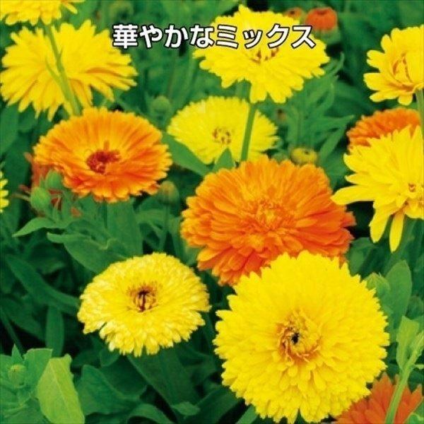 ●商品情報華やかなミックス●お届け状態種●分類1年草●花期(約)3〜6月●草丈(約)60cm※種子の粒数は、目安を記載しております。実際の粒数と差異がありますが、ご了承ください。採種地の気候等の播種条件により粒状・大きさが異なる場合がありま...