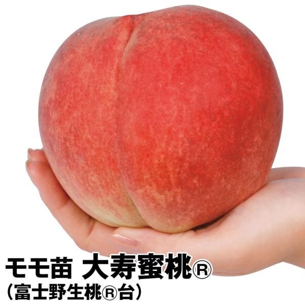●商品説明：最大果重1kgにもなる超巨大桃。果肉はよく締まって繊維が少なく、極甘で美味。日持ち性に優れ、裂果も少ない。糖度16〜18度、果重450〜550g。★富士野生桃(R) 台木：「富士野生桃」とは、富士五大湖の一つである本栖湖の周辺に...