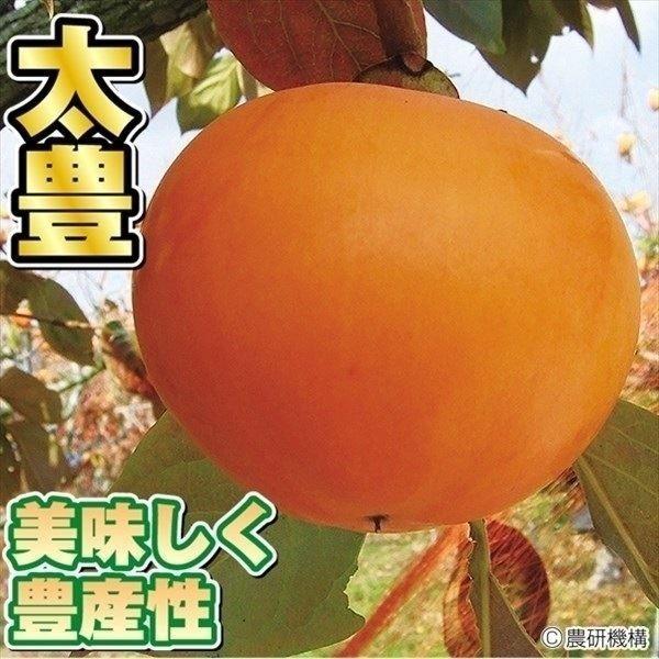 ●商品情報：受粉しなくても結実する能力が高く、種なし柿を安定生産できると大注目の「太豊」。美味しすぎて評判のグルメ柿「興津20号」と「富有」に替わる次世代のエースとして人気の「太秋」を親に持つサラブレッド柿!! 果重平均336gであの「富有...