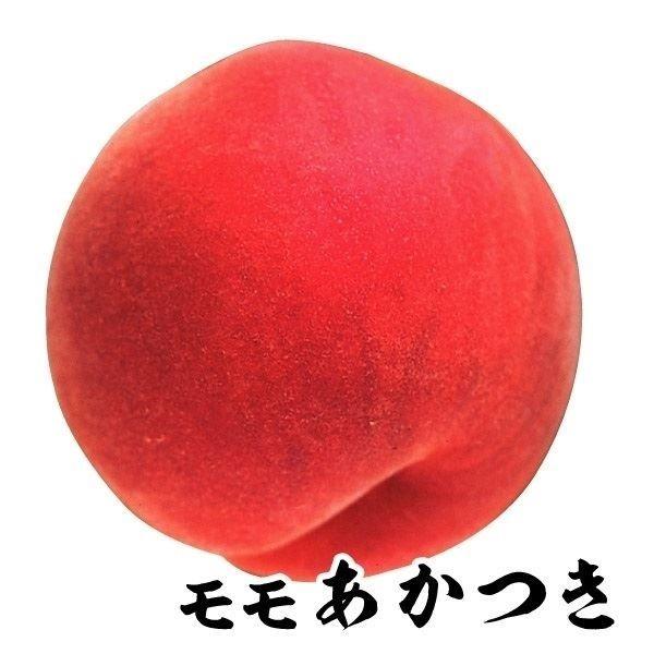 ●商品情報：大実・肉質緻密・甘味が強いと三拍子そろった超有名桃。●お届け状態：接木1年生根巻苗●分類：落葉樹●実の収穫期(約)：7月下旬●耐寒性：強●日照：日なた●栽培適地：庭・鉢●栽培ポイント：1本で実る