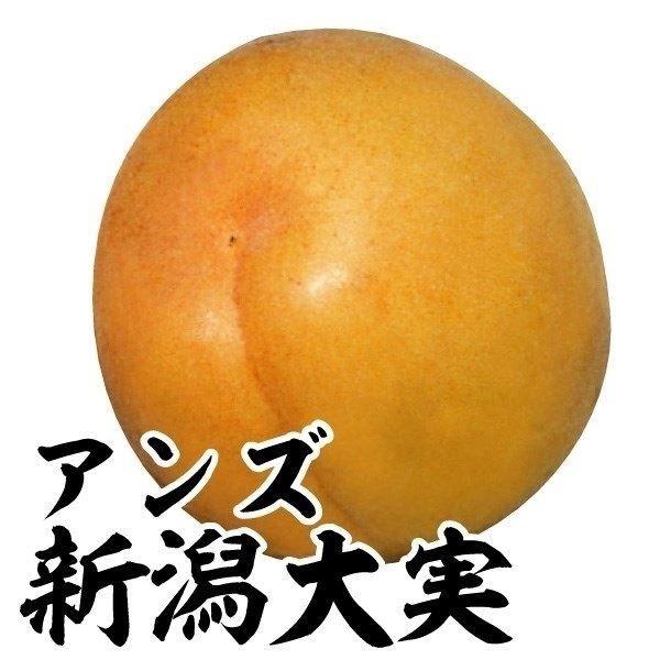 ●商品情報：果重50〜80ｇの大玉で豊産性のアンズ。ジャム・シロップ漬けに。●お届け状態：接木1年生根巻苗●分類：落葉樹●収穫期(約)：6月下旬〜●日照条件：日なた●耐寒性：強●栽培適地：庭・鉢●栽培のポイント：1本で実る