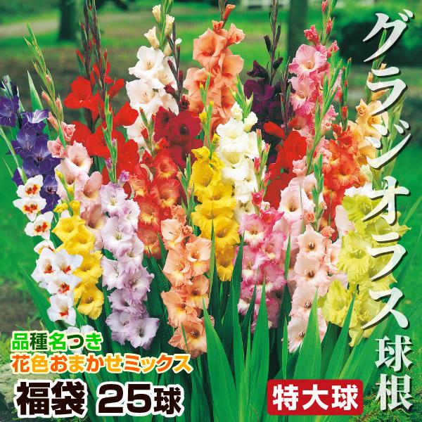 ●学名・英名：Gladiolus●商品情報：今季取り扱っているグラジオラスの球根の中から品種見計らい・名称付でお届け。どんな花が咲くかは届いてからのお楽しみ!グラジオラスは植え付け後約3か月で開花します。植え付けのタイミングをずらすことで長...
