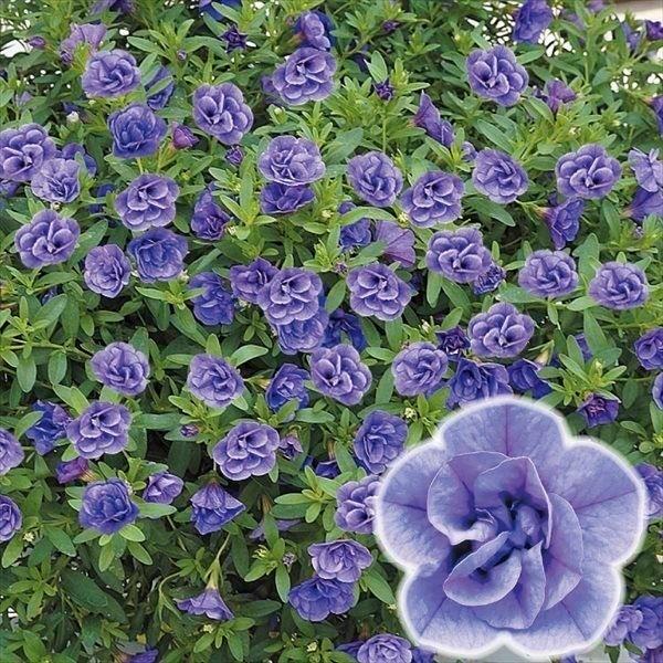 ●商品情報：ずっと八重咲き花が続くスーパーベルR　ダブル！カリブラコアの八重咲き種は真夏になると一重咲きになることがありますが、この「スーパーベルダブル」は性質が安定しており、高温期でも一重になりにくい！だから、春から晩秋まで可愛らしい八重...