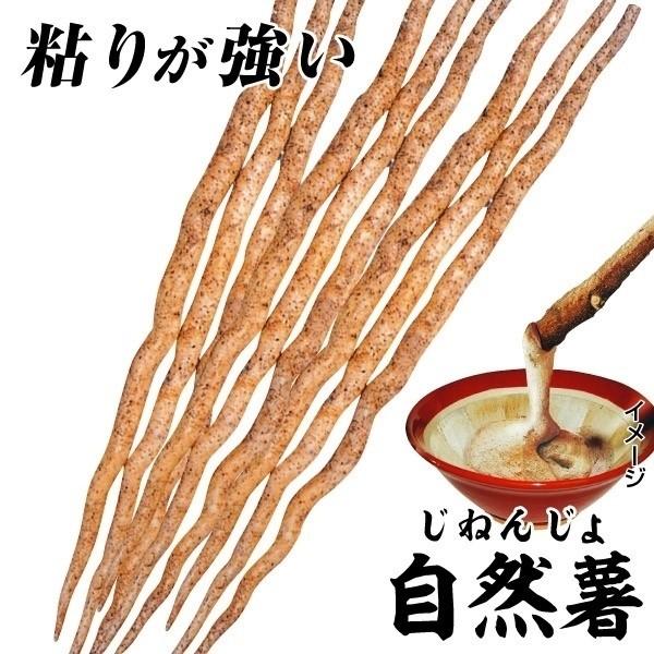 ●商品情報：「山菜の王者」と昔からいわれる自然薯。とにかく粘り強く、風味とコクが素晴らしい!最高の「とろろ汁」が味わえます。●お届け状態：種イモ※切イモまたは一本種でお届け●分類：つる性●収穫期：11〜12月●日照条件：日なた●栽培適地：畑