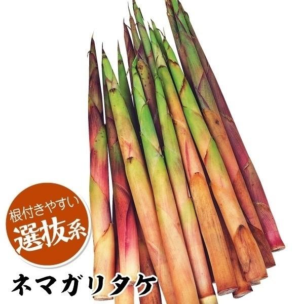 ●商品情報：涼しい山奥に自生している竹。アクが少なく、シャキシャキとした食感とクセのない風味が極旨！人気の高いタケノコです。天ぷら・煮物・まぜご飯などに。●お届け状態：ポット苗●種別：多年草●収穫期：5〜6月●日照条件：半日陰●耐寒性：強