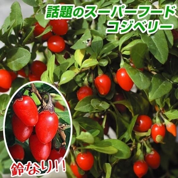 ●商品情報：杏仁豆腐などでお馴染みのクコの実には、ビタミンC・ポリフェノール類・カロテノイド類など成分が豊富に含まれています。「千成クコ」は実つき抜群で、鈴なりに実る人気品種です。●お届け状態：ポット苗●分類：落葉低木●収穫期：10〜11月...