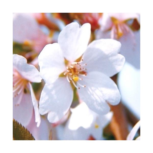 ●商品情報：可愛い花が、春と秋の年に２回楽しめる珍しい桜。●お届け状態：接木1年生根巻苗※上部を切り戻した状態でのお届けになる場合があります。●種別：落葉樹●花期：4月中旬〜、10月〜12月●花径：中輪●樹高：3〜8ｍ●日照：日なた●耐寒性...