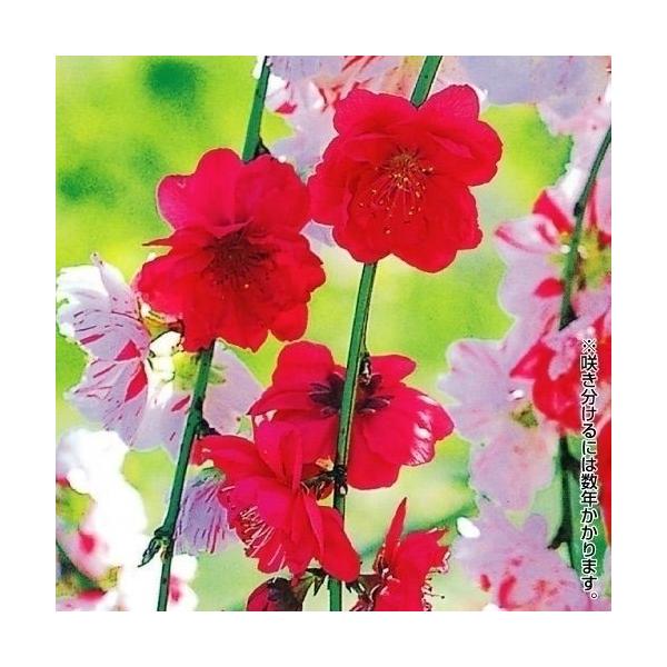 ●商品情報：紅・桃・白・絞りなどに咲き分け優雅にしだれる花桃です。●お届け状態：接木1年生根巻苗※上部を切り戻した状態でのお届けになる場合があります。●分類：落葉樹●花期：4月上旬〜●花の大きさ：中輪●生長後の樹高(約)：3〜5ｍ●日照条件...