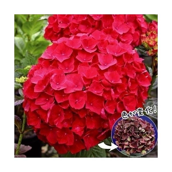 ●商品情報：マジカルルビーレッドは、存在感と趣がある大人気品種!! 宝石のように煌びやかな赤花アジサイです。花弁が厚く花が長もちするので、開花の衰えを見せにくい! 秋にはチョコレートカラーに変化します。変化する花色を楽しめるマジカルシリーズ...