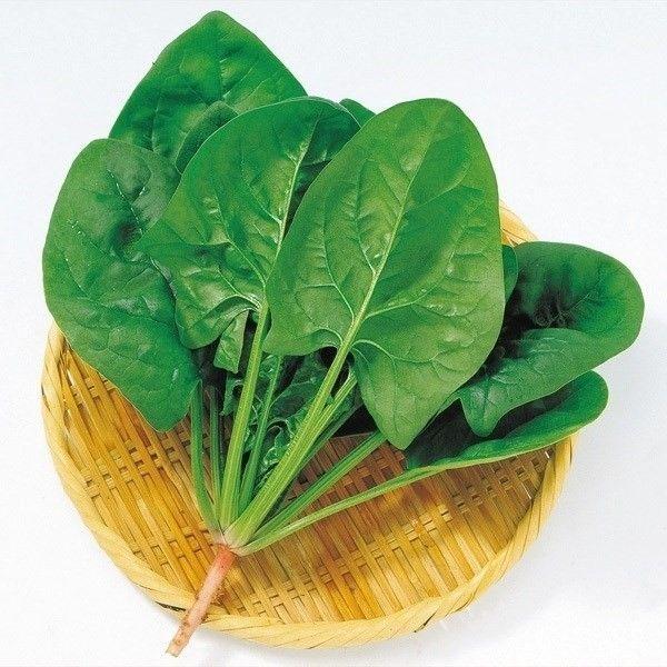 ●商品情報：光沢のある鮮緑色で葉肉太く、サラダにとても合う！ 生長速い。●早晩性：早生●耐病性：ベと病抵抗性●お届け状態：種子●入り数の目安：50mlあたり約800〜2000粒入り※品種により差があります。●発芽適温：15〜20℃※発芽させ...