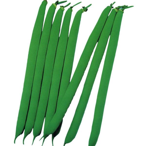 ●商品情報：莢は柔らかく鮮緑色で多肉！曲がり果が少なく、晩種後55日で収穫できる早生品種。つるなし。●早晩生：早生 ●莢長（約）：15cm●つるの有無：つるなし●草丈の目安：120〜250cm●お届け状態：種子●入り数の目安：30mlあたり...